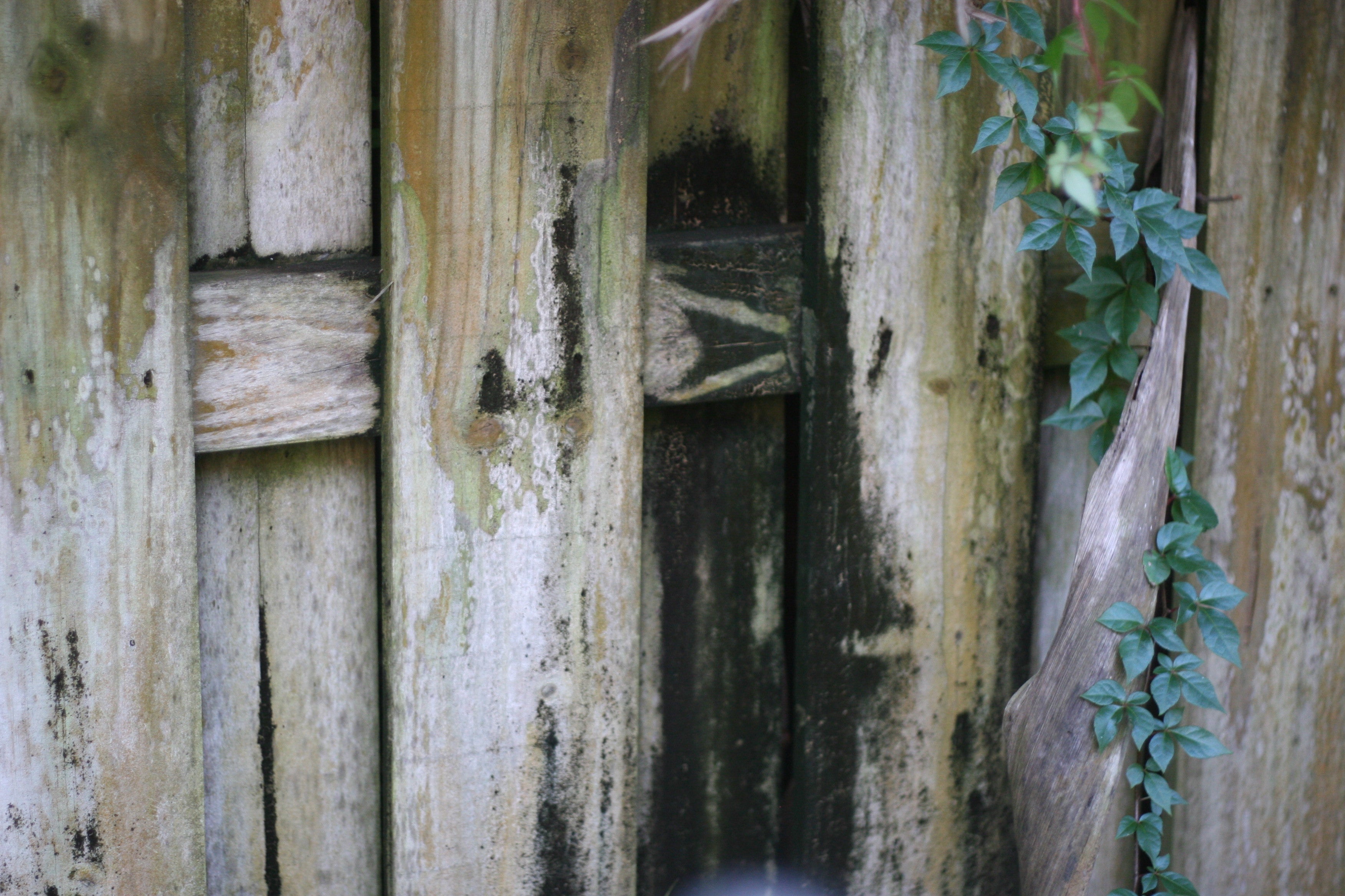 “The Hidden” || Photography – SM